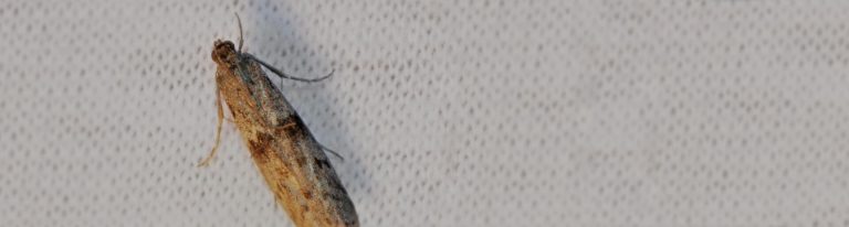 Mehlmotten bekämpfen - Kammerjäger Ratgeber
