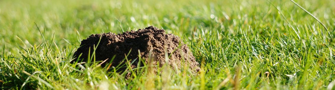 Maulwurf oder Wühlmaus - Was hilft? - Kammerjäger Ratgeber